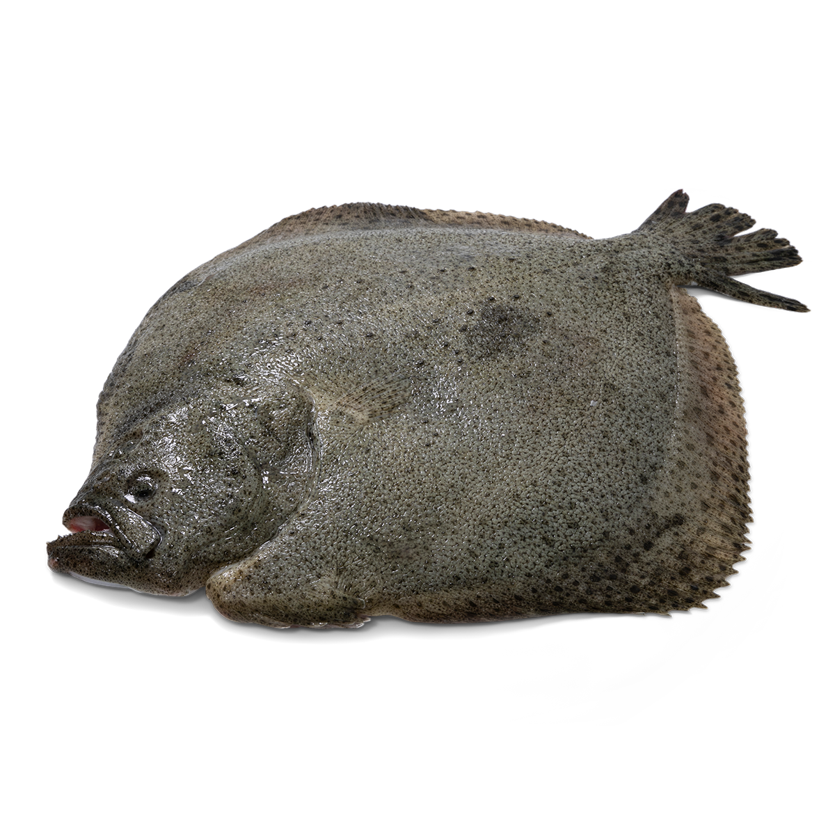 Piggvar hel 3-5kg vild | JHB